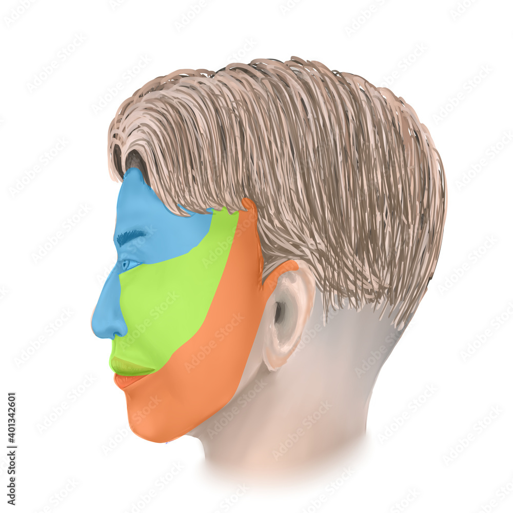the distribution of trigeminal nerve sensation of face. Stock ...