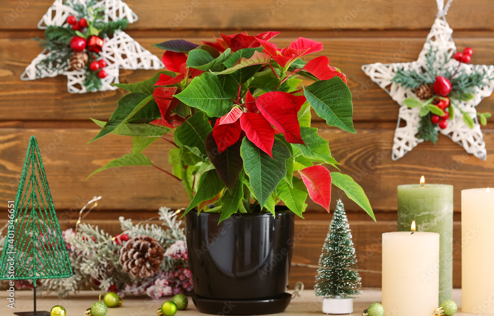 Christmas composition with poinsettia on table against wooden ...