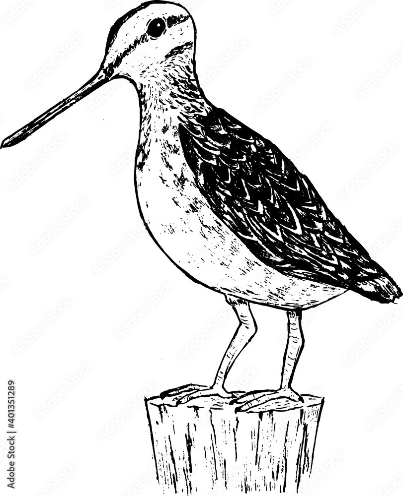 Snipe ink illustration. Detailed engraving style artwork of a bird ...