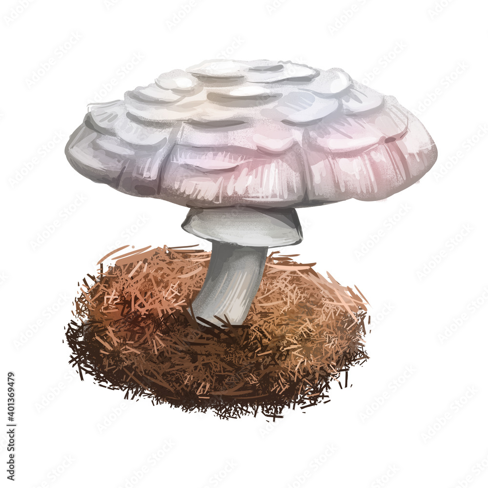 Shaggy parasol, Chlorophyllum rhacodes or rachodes mushroom closeup ...