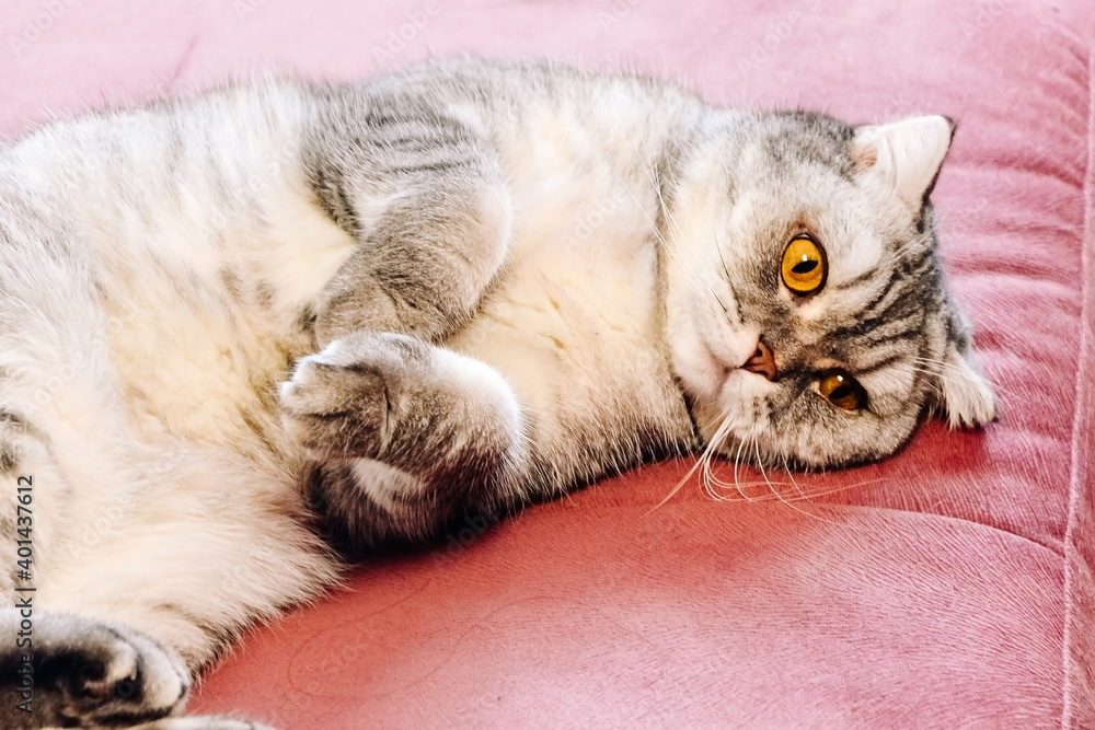 Muzzle of cute fluffy tabby British cat lies on a pink sofa. Concept ...