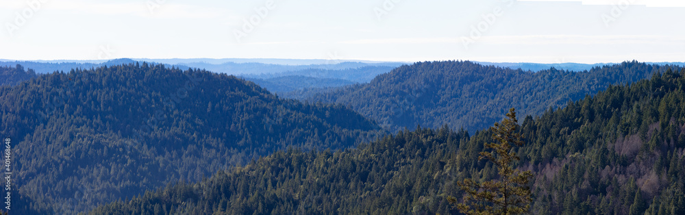 Redwood trees, Sequoia sempervirens, grow in a moist coastal forest in ...