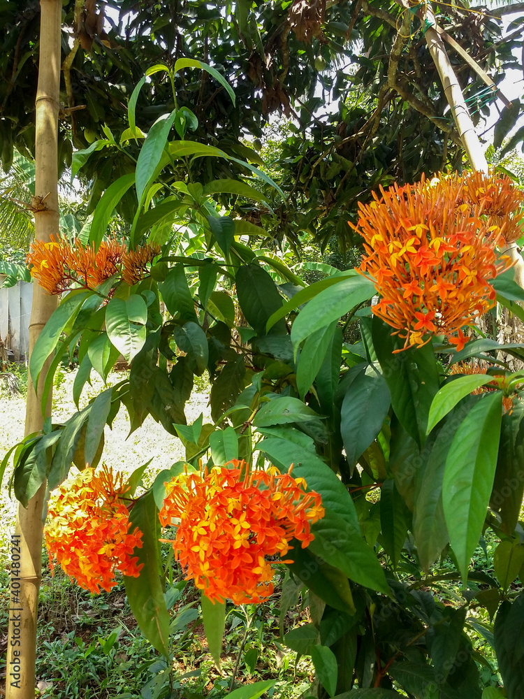 Ashoka tree or Saraca asoca, the state flower of Odisha, India Stock ...