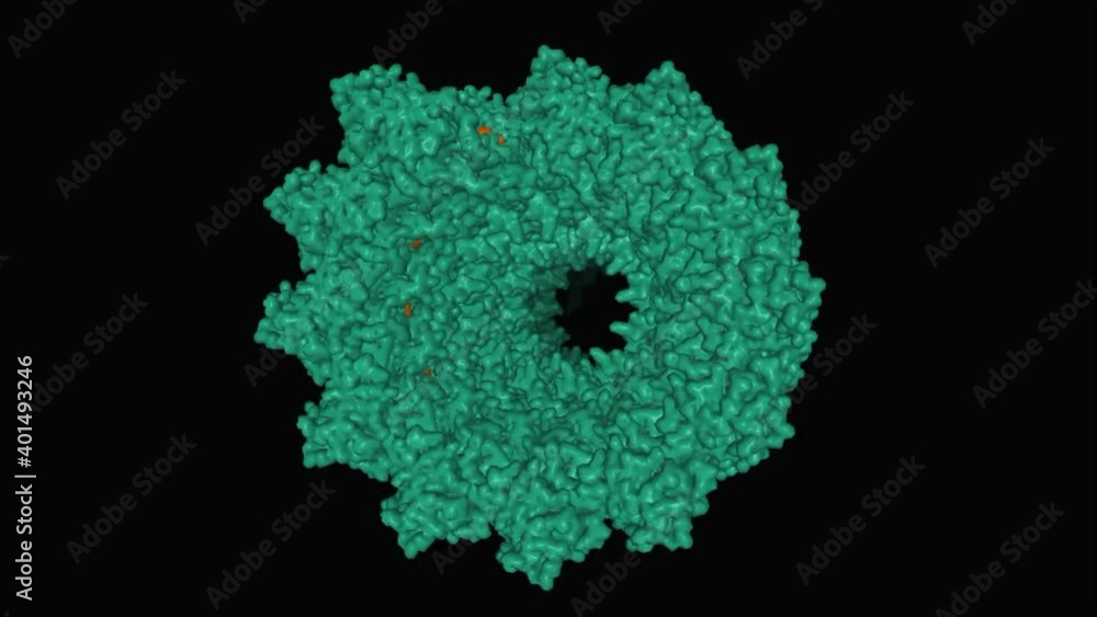 Structure of the helical Measles virus nucleocapsid, animated 3D ...