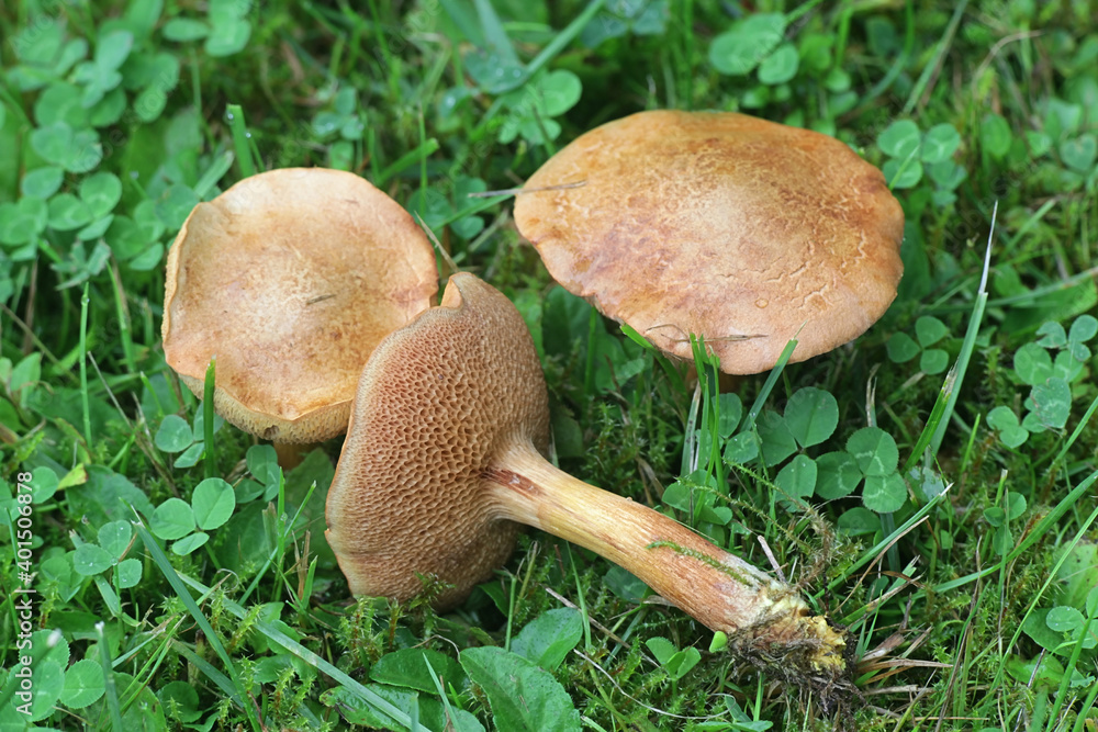 Chalciporus piperatus, known as the peppery bolete, wild mushroom from ...