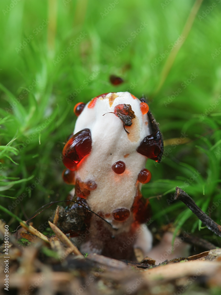 Hydnellum peckii, known as strawberries and cream, the bleeding ...