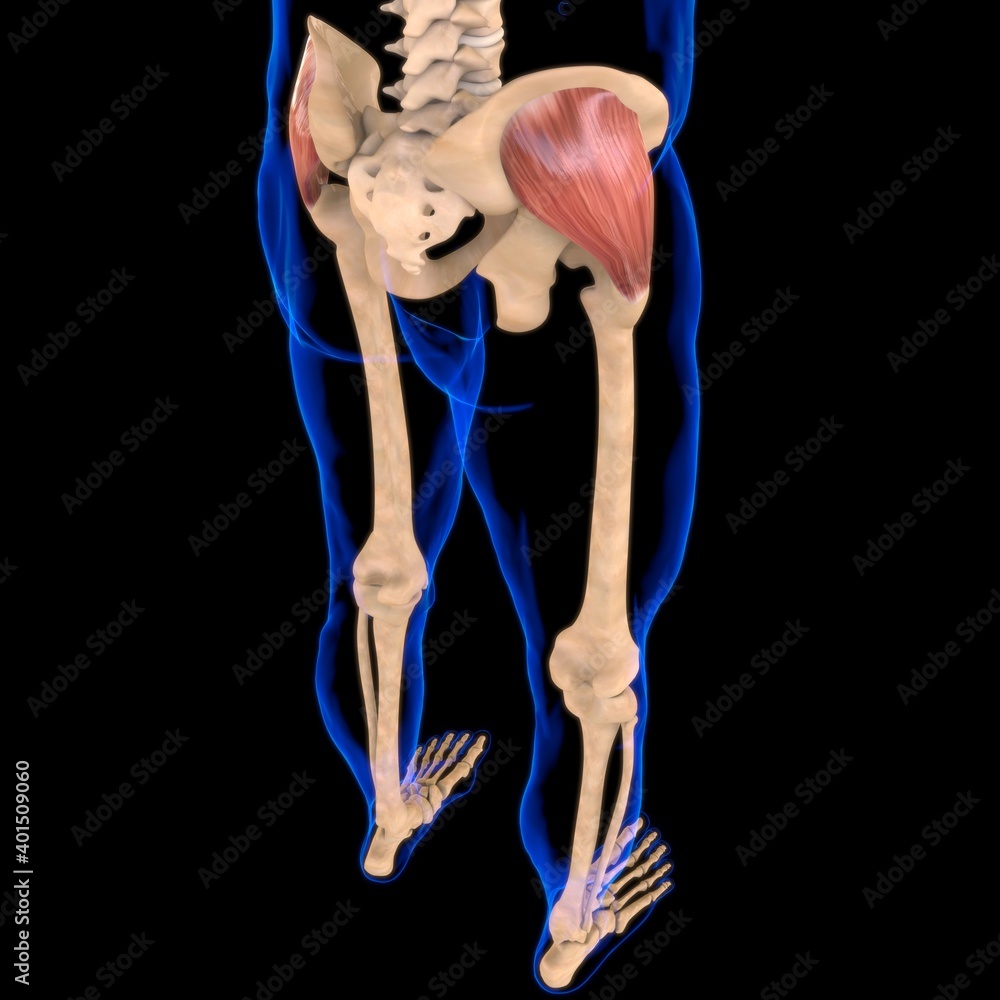 Gluteus Medius Muscle Anatomy For Medical Concept 3D Illustration Stock ...