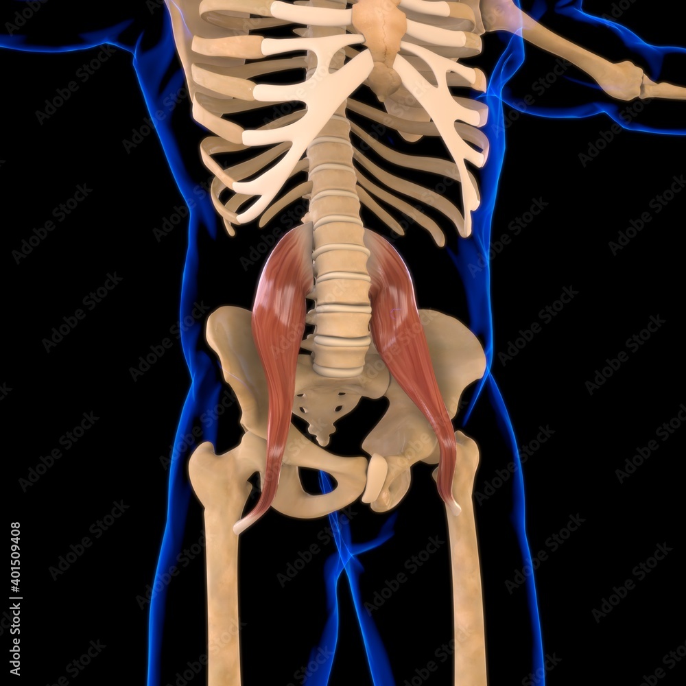 Psoas Major Muscle Anatomy For Medical Concept 3D Illustration Stock ...