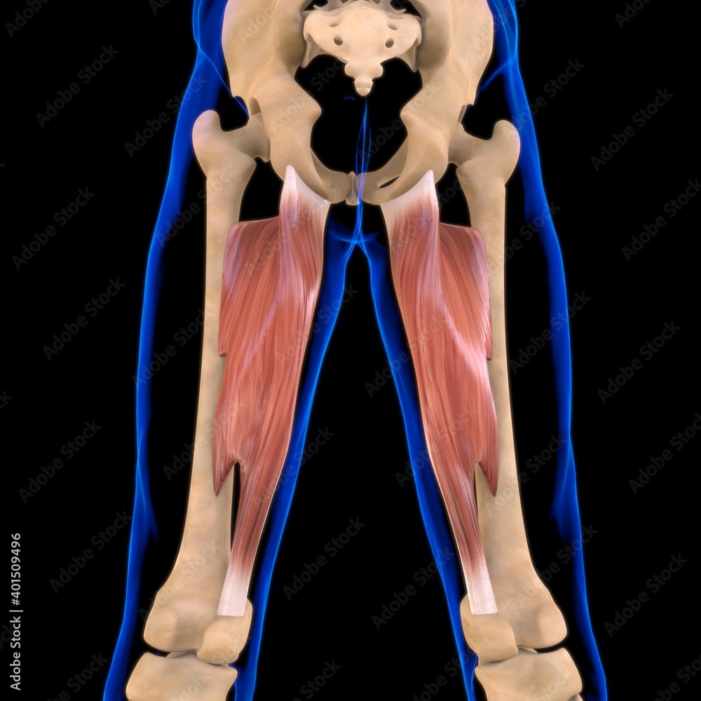 Adductor Magnus Muscle Anatomy For Medical Concept 3D Illustration ...
