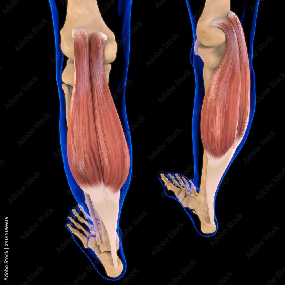 Gastrocnemius Muscle Anatomy For Medical Concept 3D Illustration Stock ...