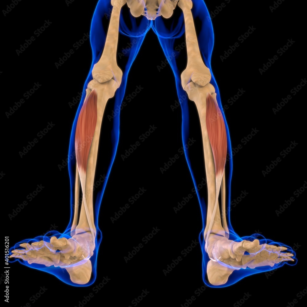 Tibialis Anterior Muscle Anatomy For Medical Concept 3D Illustration ...