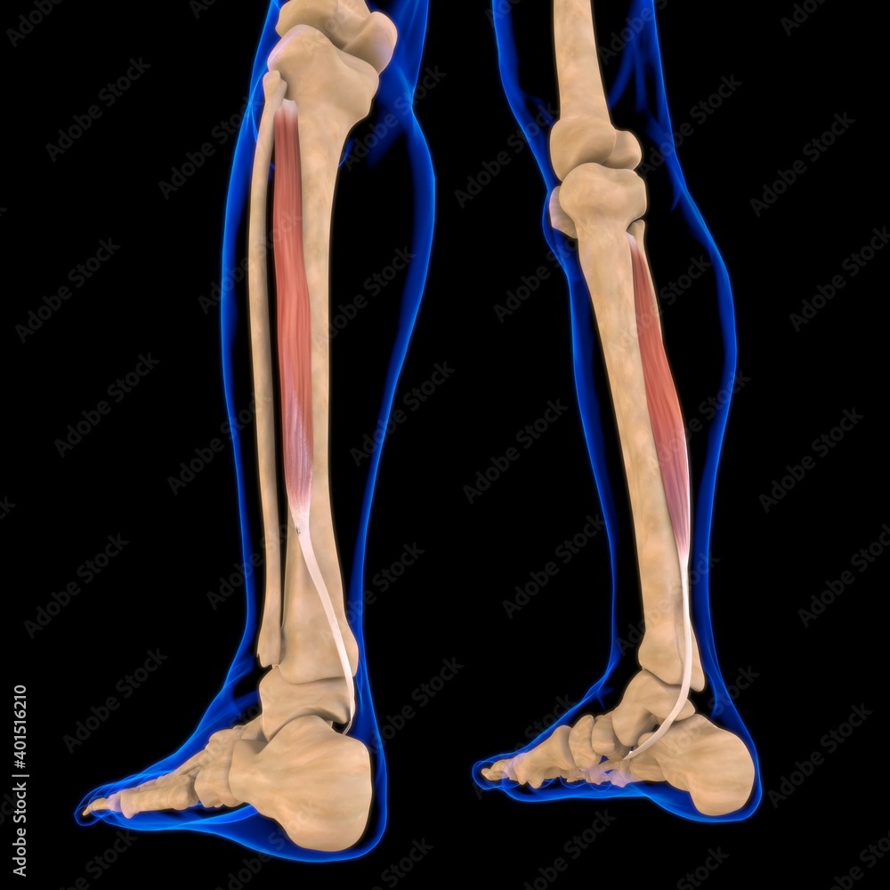 Tibialis Posterior Muscle Anatomy For Medical Concept 3D Illustration ...