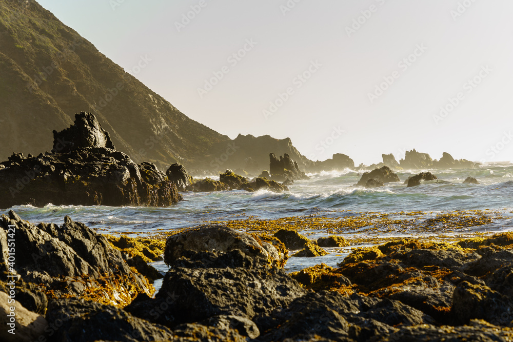 Costas de Chile, con algas marinas como cochayuyo, luche y otros. Stock ...
