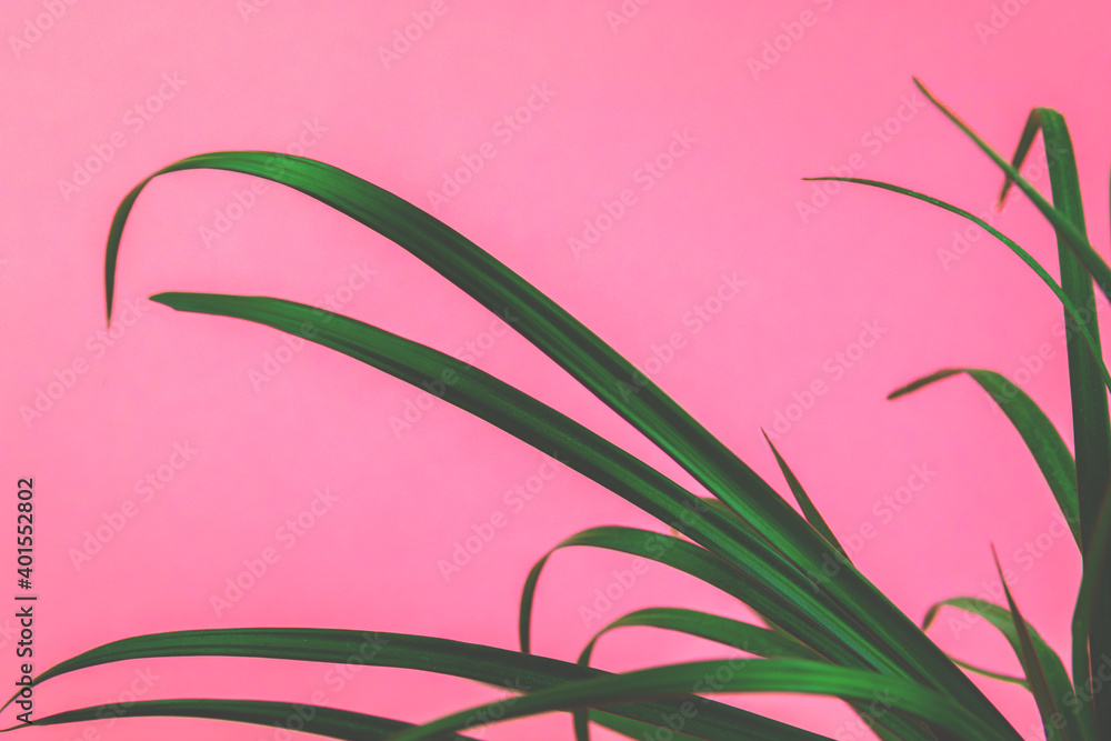 Retro wave theme, green plant vaporwave background on pink Stock Photo ...