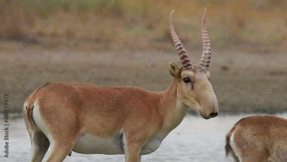 Saigas at a watering place drink water and bathe during strong heat and ...