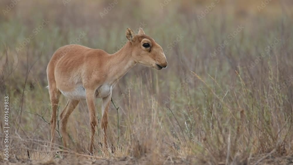 Young saiga. Saiga tatarica is listed in the Red Book, Chyornye Zemli ...