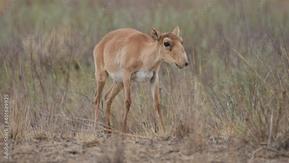 Young saiga. Saiga tatarica is listed in the Red Book, Chyornye Zemli ...