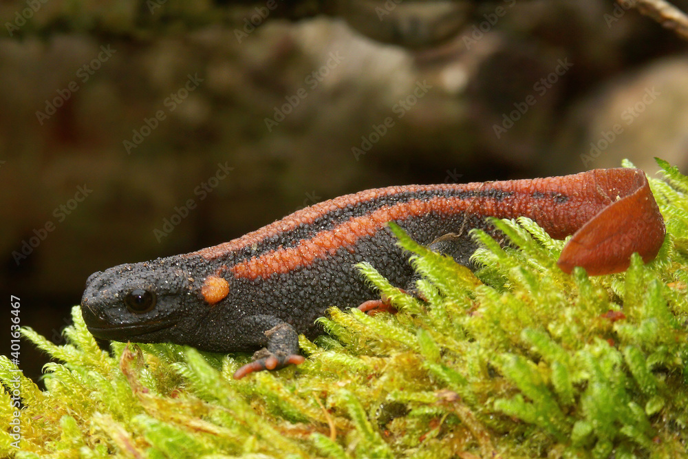 Red-tailed knobby newt / Kweichow newt - Tylototriton kweichowensis ...