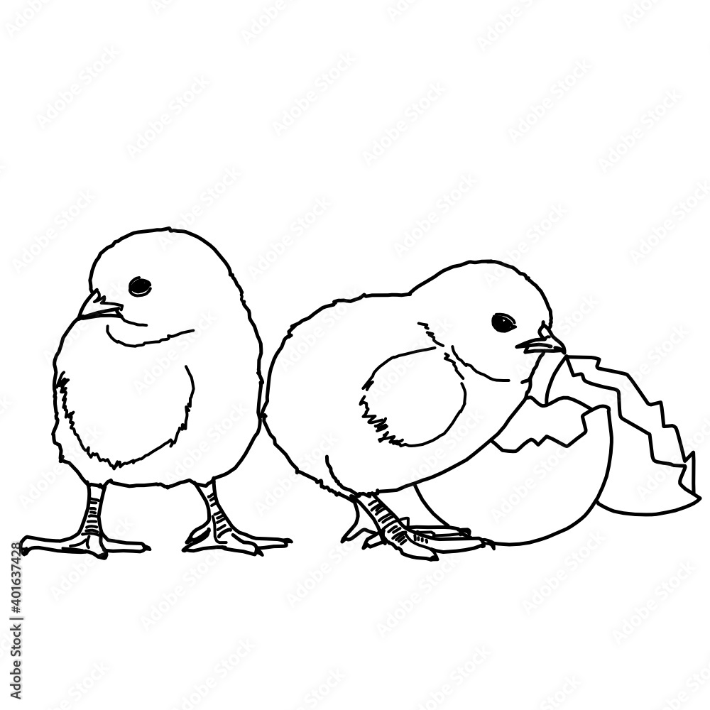 Baby Chicks Farming Livestock Whiteboard Animation SVG Image Stock ...