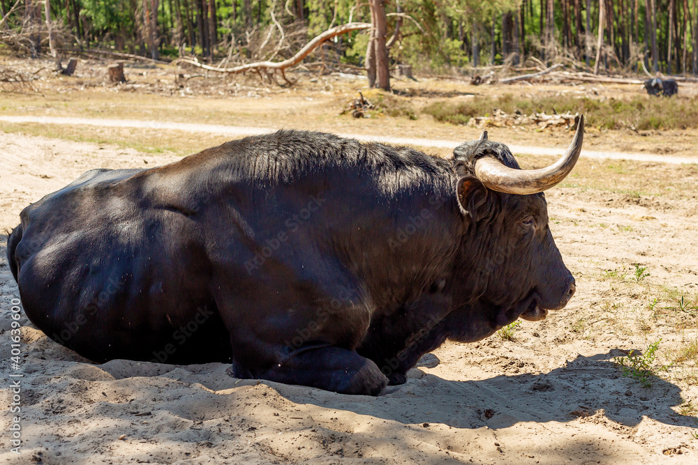 Wild bull laying down in the sand with big horns in the full sun. Sand ...