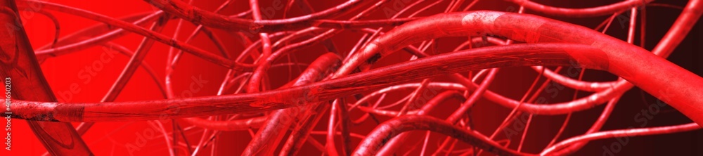 blood vessels, veins and arteries, circulatory system, 3d rendering ...