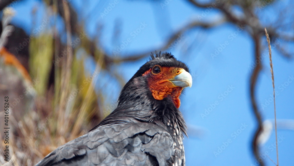 Close up of a carunculated caracara (Phalcoboenus carunculatus) perched ...