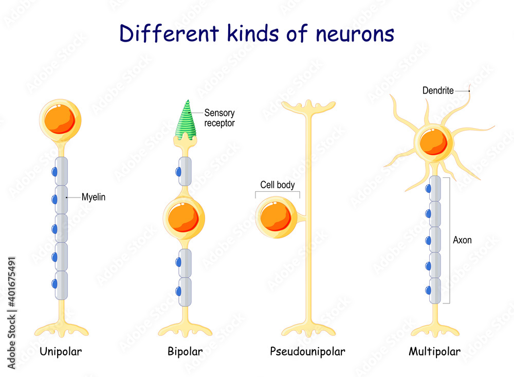 Different kinds of neurons. Neuron Types Stock Vector | Adobe Stock