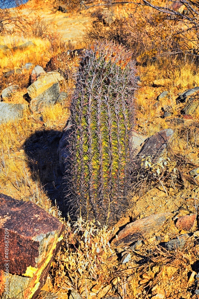 Barrel cactus, Ferocactus Wislizeni Cactaceae also known as Arizona ...