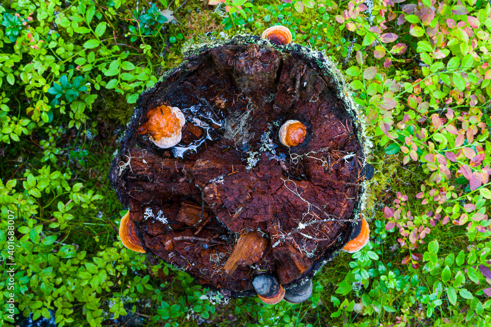 Autumn colors in the taiga and tundra of Finland, Europe Stock Photo ...