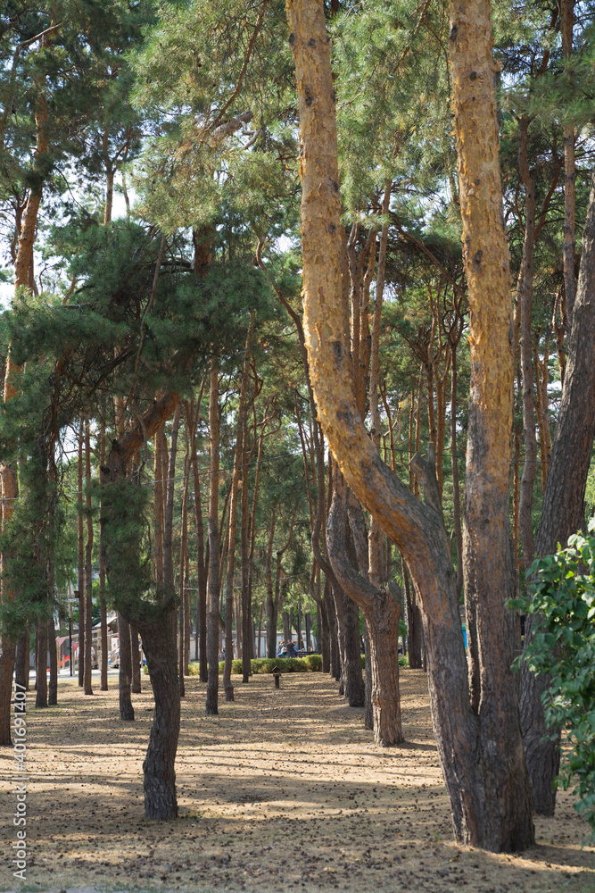 park of pine trees with paths in the sun Stock Photo | Adobe Stock