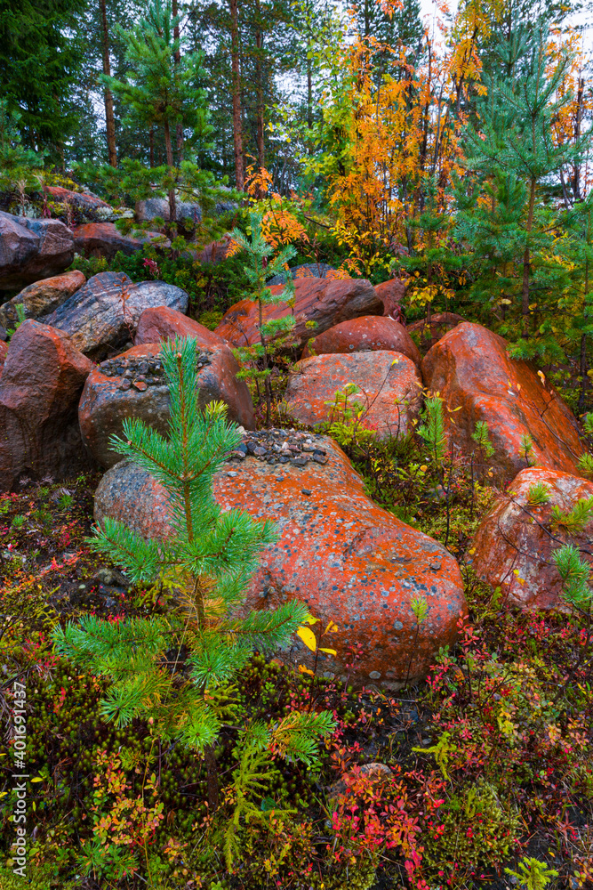 Autumn colors in the taiga and tundra of Finland, Europe Stock Photo ...