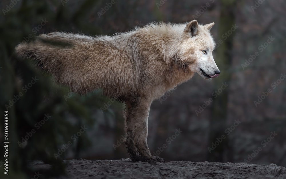 Arctic wolf Stock Photo | Adobe Stock
