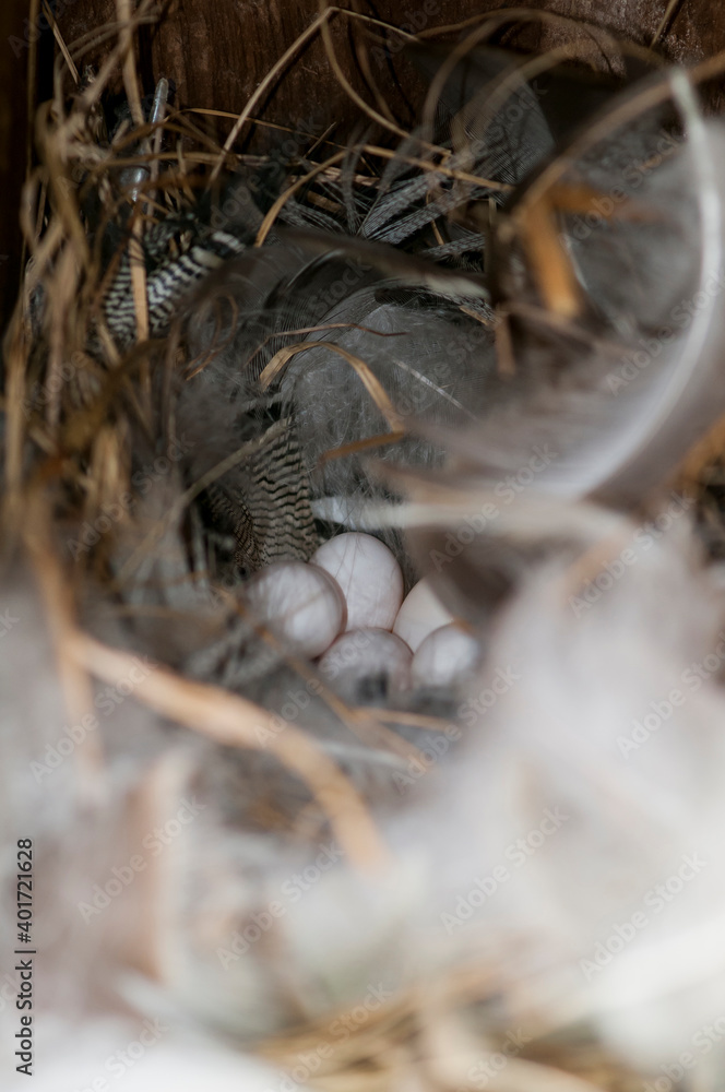 Five Tree Swallow eggs in nesting box Stock Photo | Adobe Stock