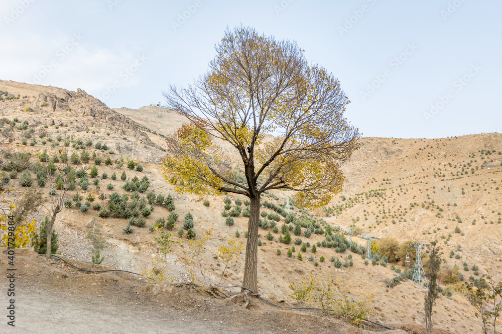 One tree with golden leaves with mountain background on the roadside to ...