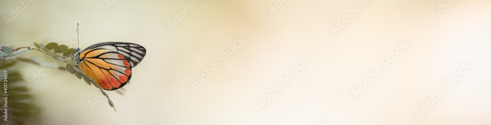 Nature of butterfly and flower in garden using as background ...