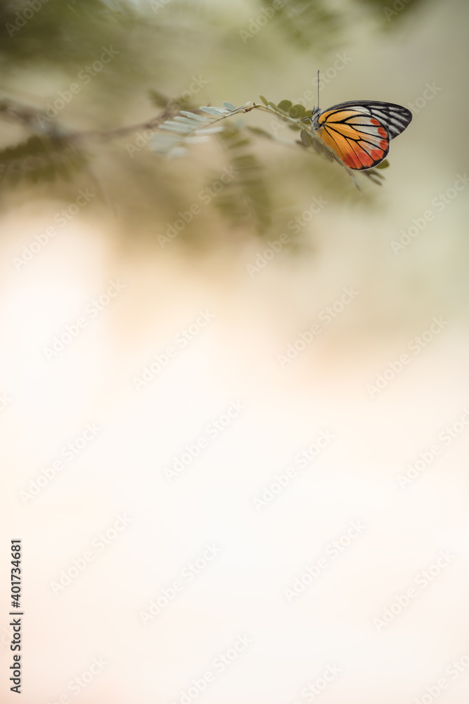 Nature of butterfly and flower in garden using as background ...