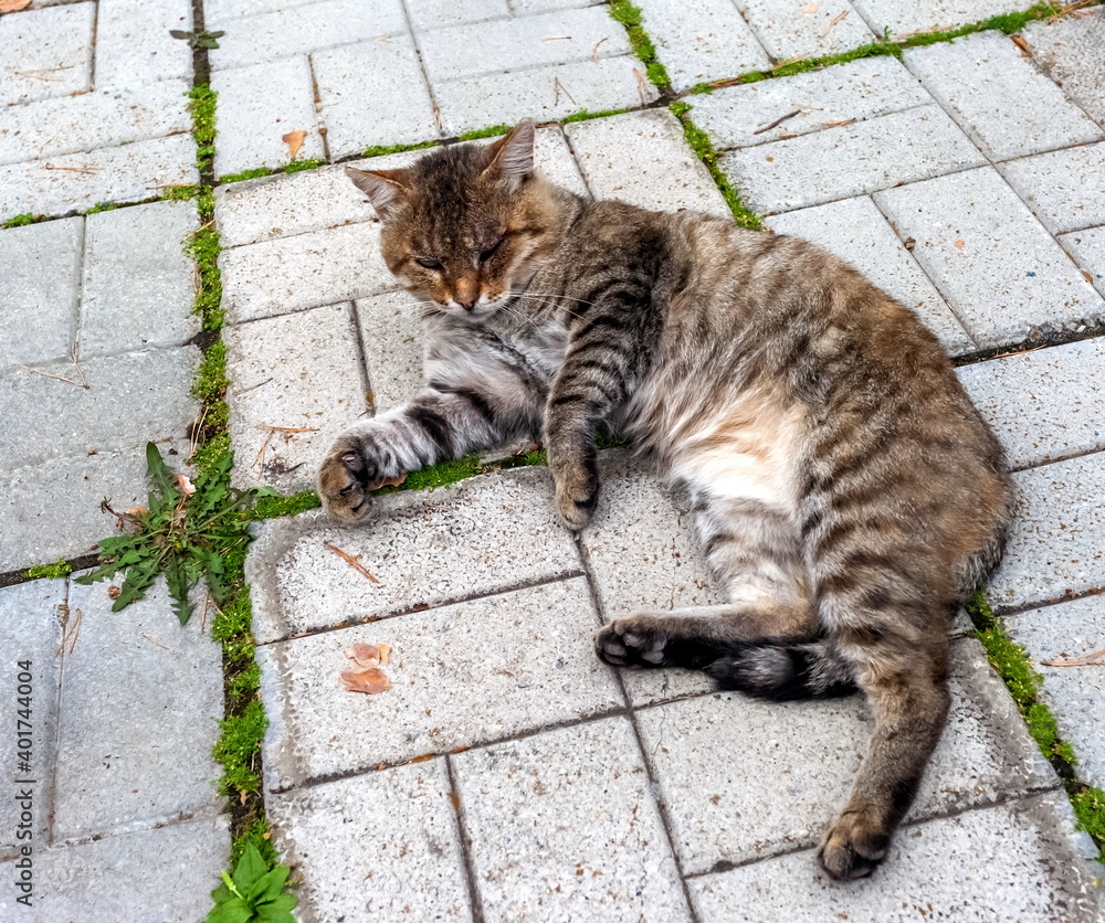 Stray animal cat closeup on the background of paving slabs in summer ...