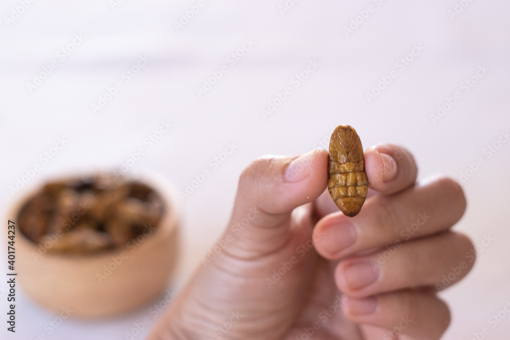 Hand holding silkworm pupa as edible insects on white background, high ...
