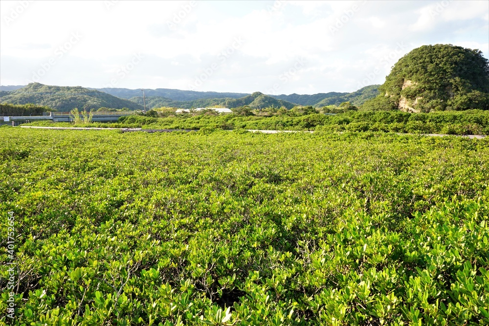 Lush green mangroves in tropical coastal swamp in Tanegashima island ...