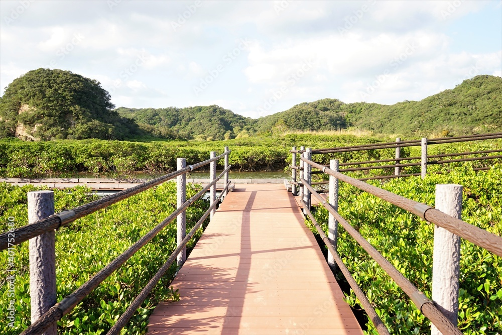 Lush green mangroves trail in tropical coastal swamp in Tanegashima ...