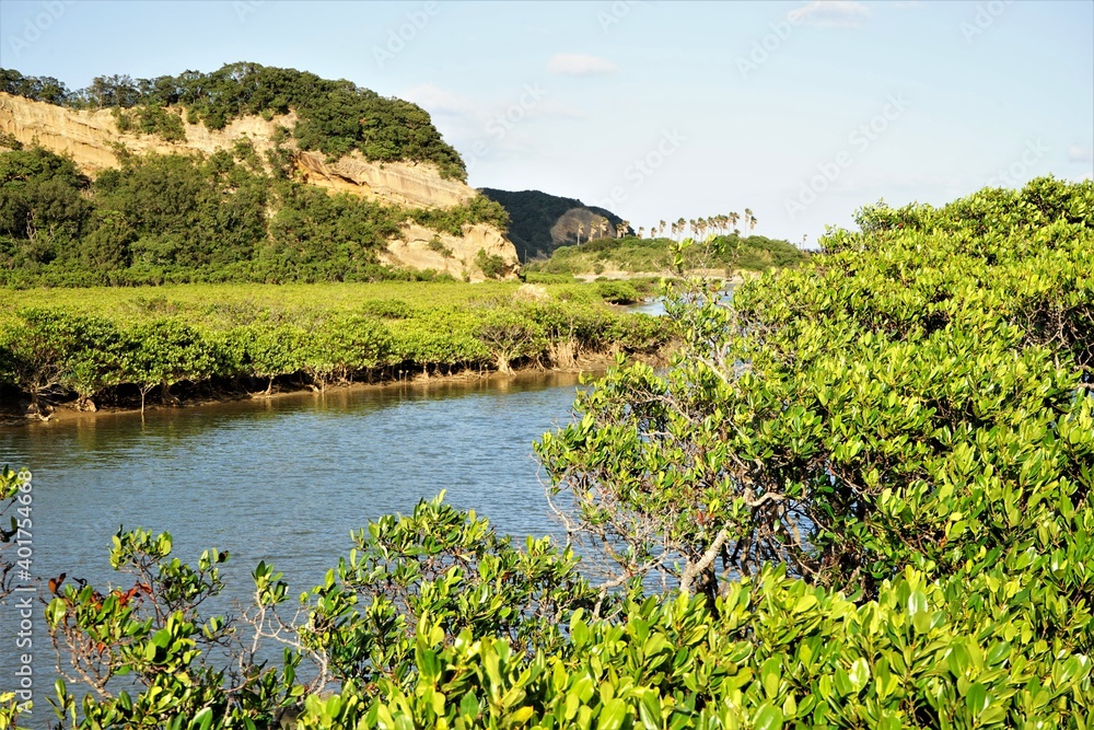 Lush green mangroves with river in tropical coastal swamp in ...