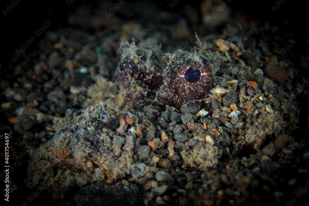 Indian walkman scorpion fish aka spiny devil fish camouflages in the ...