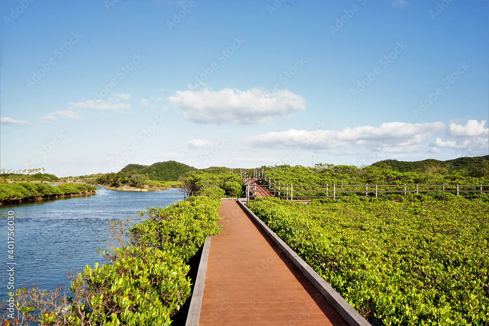 Lush green mangroves trail in tropical coastal swamp in Tanegashima ...
