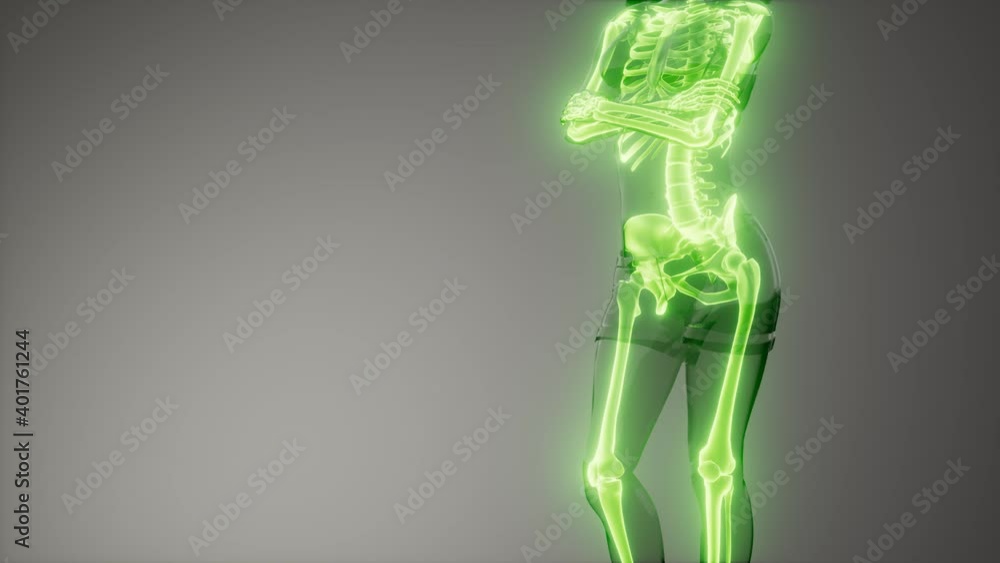 Human Skeleton Radiography Medical Scan Stock ビデオ | Adobe Stock