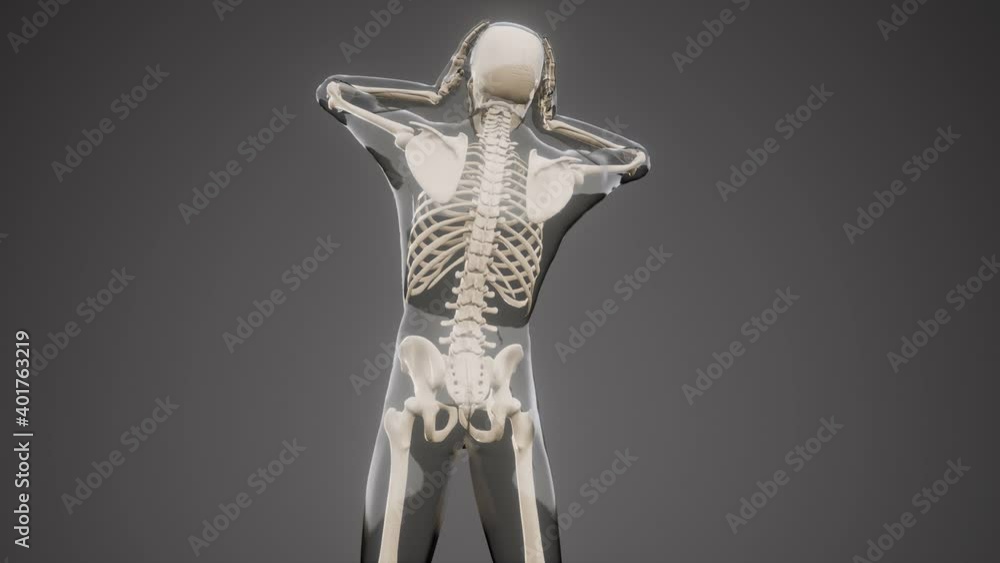 human skeleton radiography medical scan Stock ビデオ | Adobe Stock