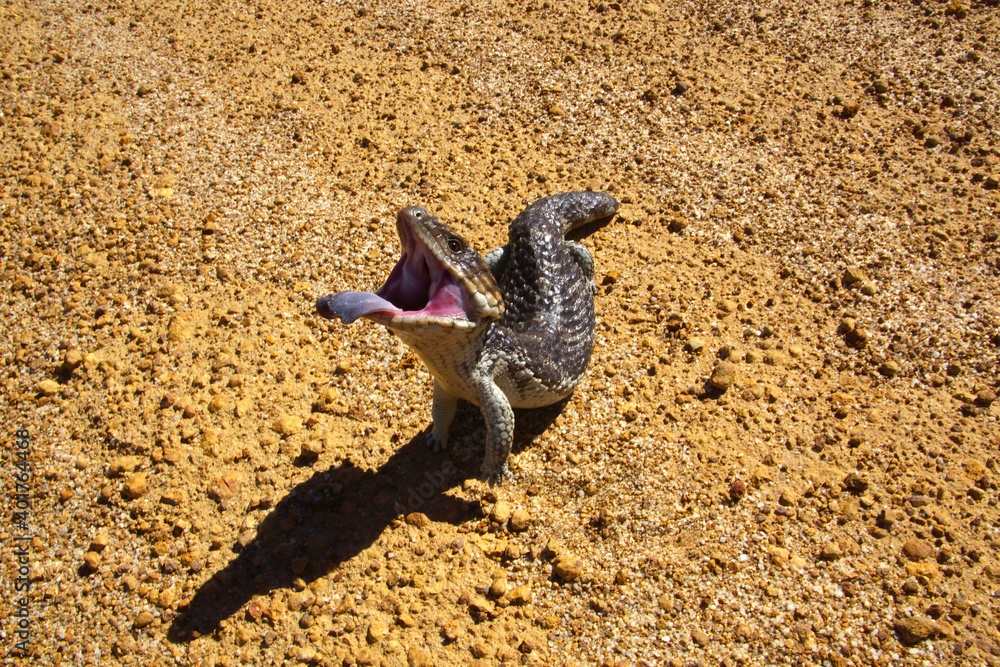 Foto de Tiliqua rugosa, the western shingleback or bobtail lizard ...