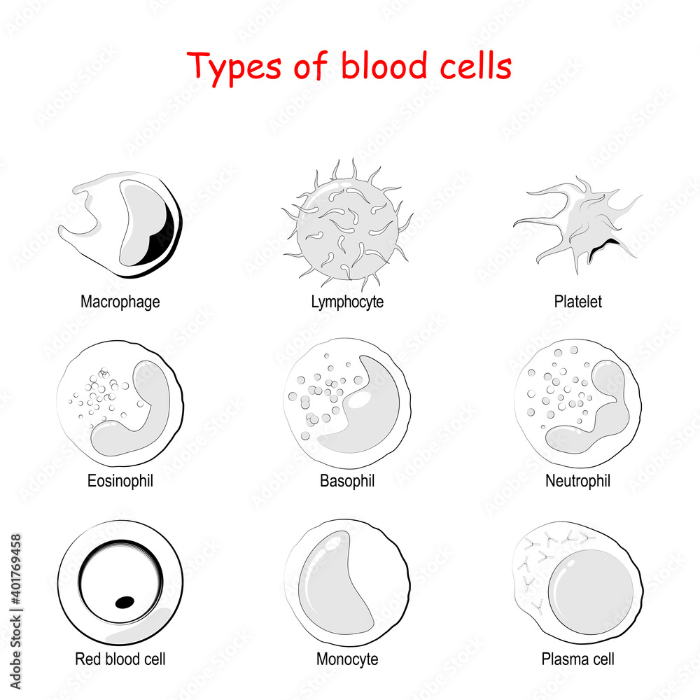 Types of blood cells. Vector icon set Stock Vector | Adobe Stock