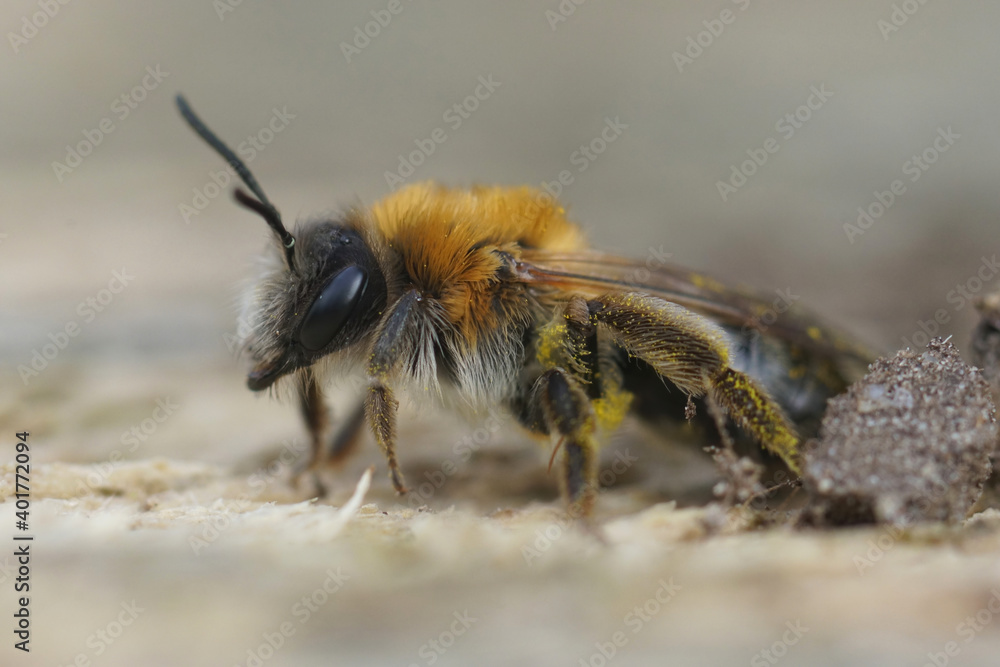 Andrena nitida or the grey-patched mining bee , a female that emerged ...