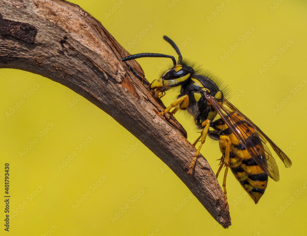 Foto de Deutsche Wespe, Vespula germanica bei der Nahrungsaufnahme do ...