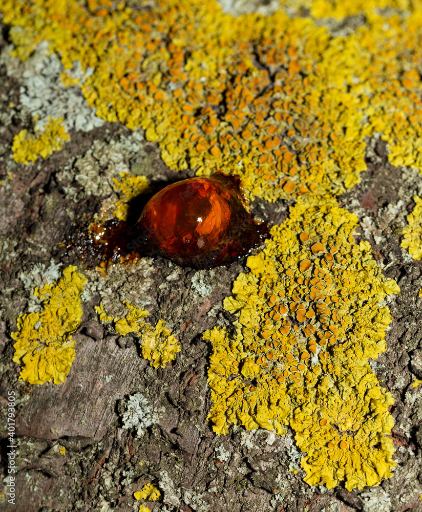 Formation of resin from the juice of a cherry tree.The tree was ...
